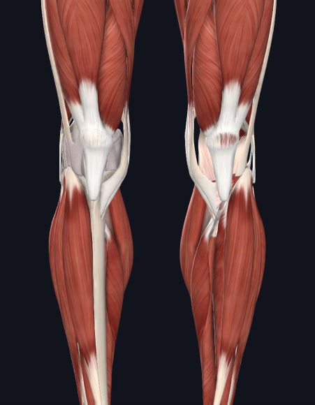 KneesMusclesFront - Jaco Rehab