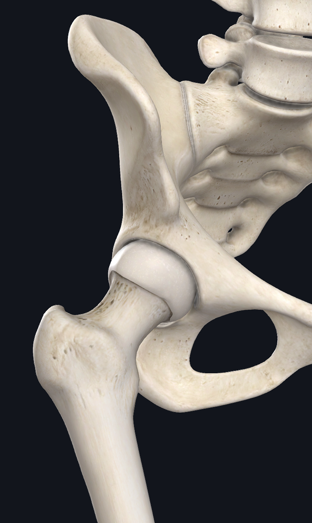 Hip Replacements: Partial vs. Total - Jaco Rehab