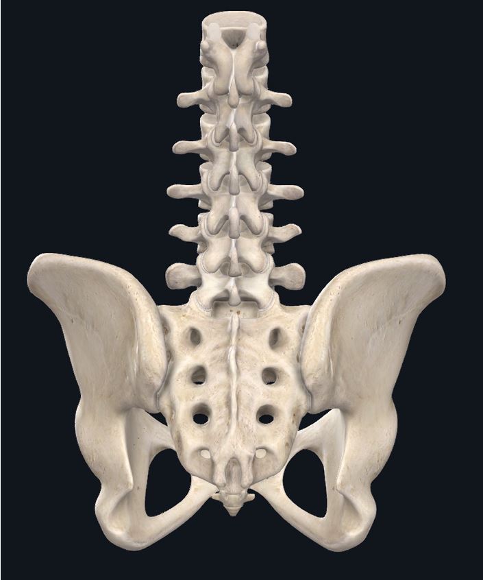sacrumpelvis - Jaco Rehab