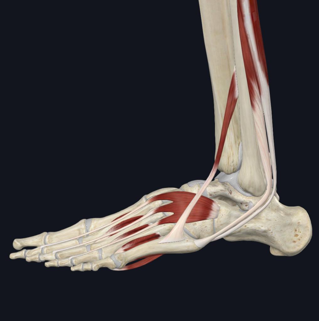 peroneals-anatomy - Jaco Rehab