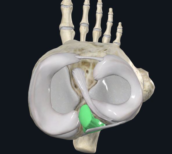 PCL-top-view - Jaco Rehab