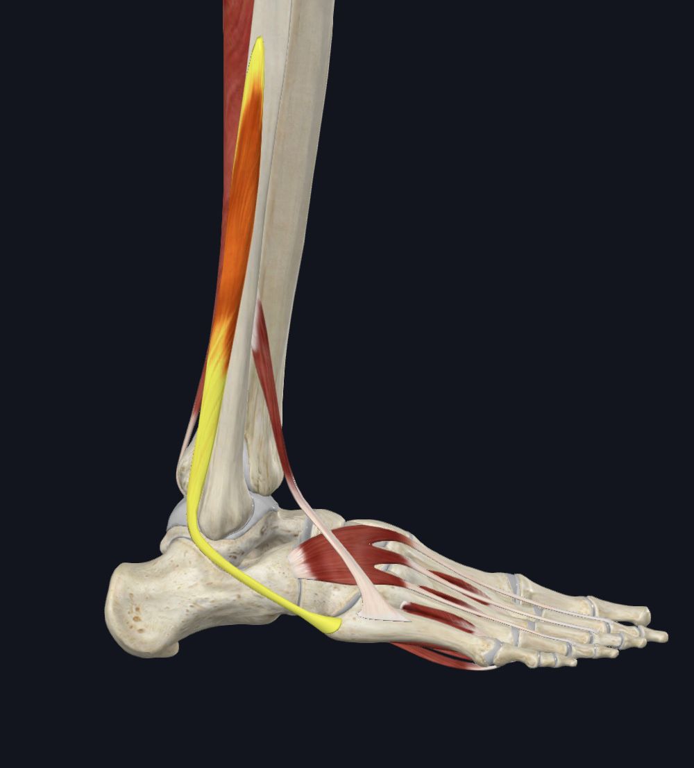 fibularis-brevis - Jaco Rehab